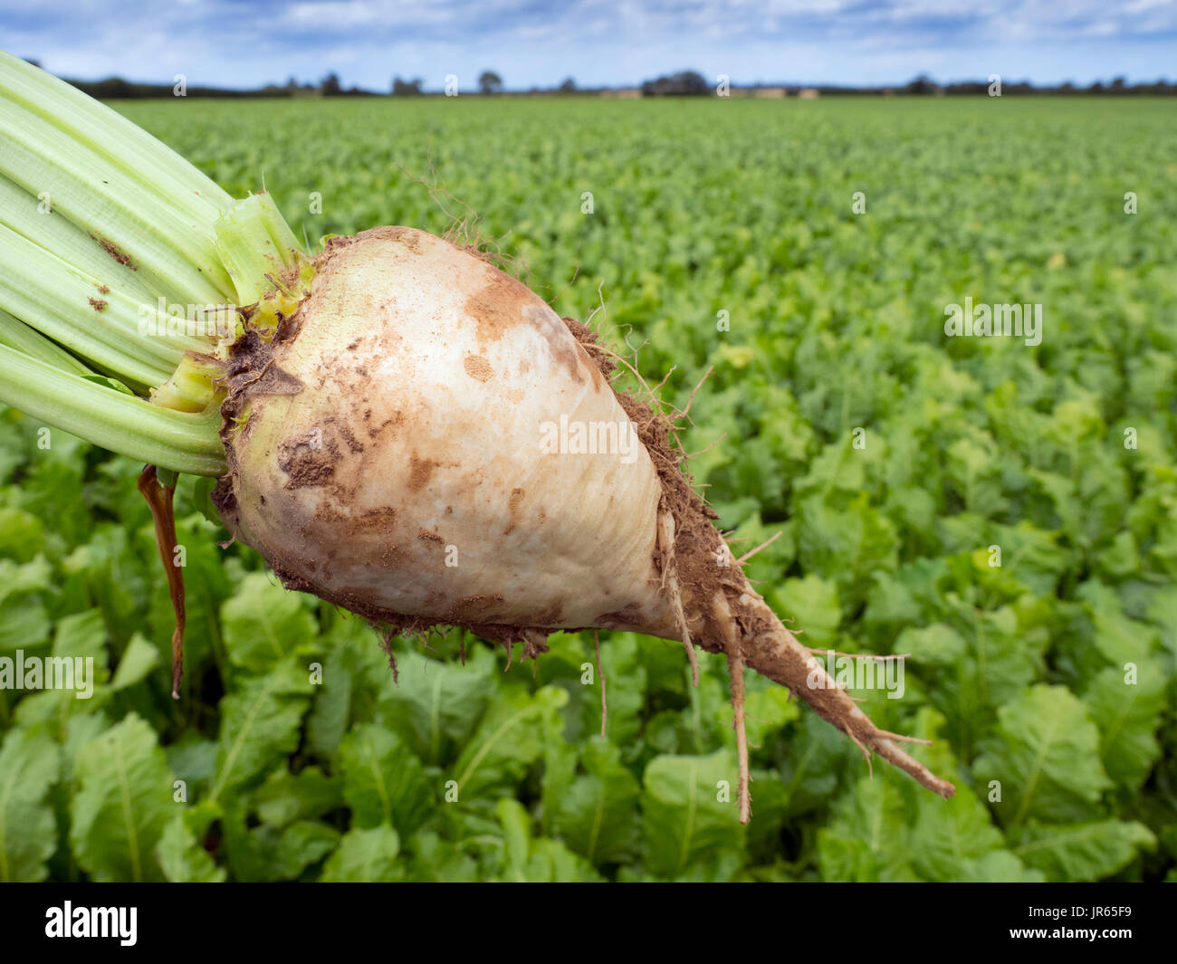 Beet root plants hi-res stock photography and images - Alamy