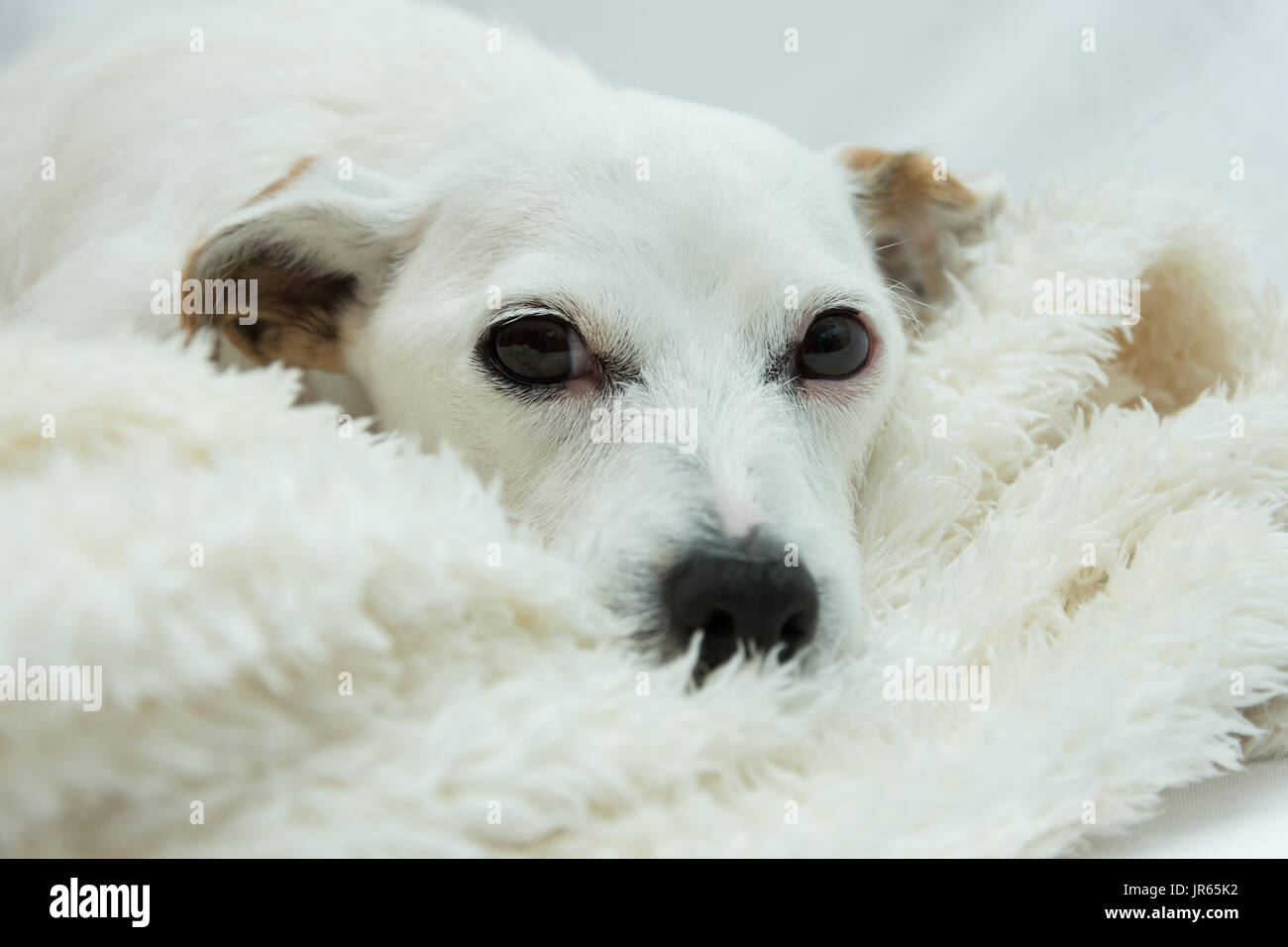 cute all white jack russell on a white background Stock Photo - Alamy