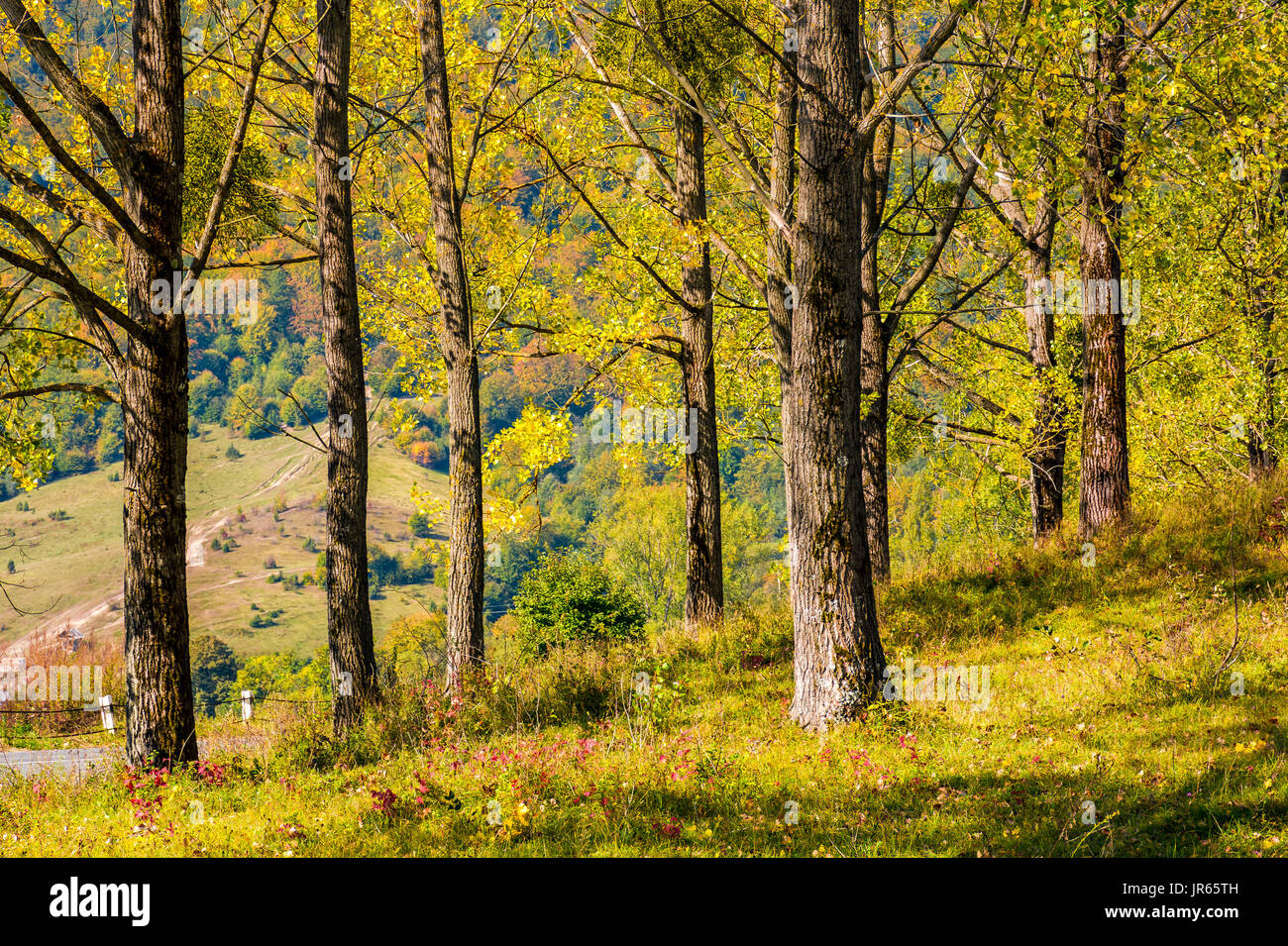 range of trees by the countryside road. beautiful bright autumn foliage ...