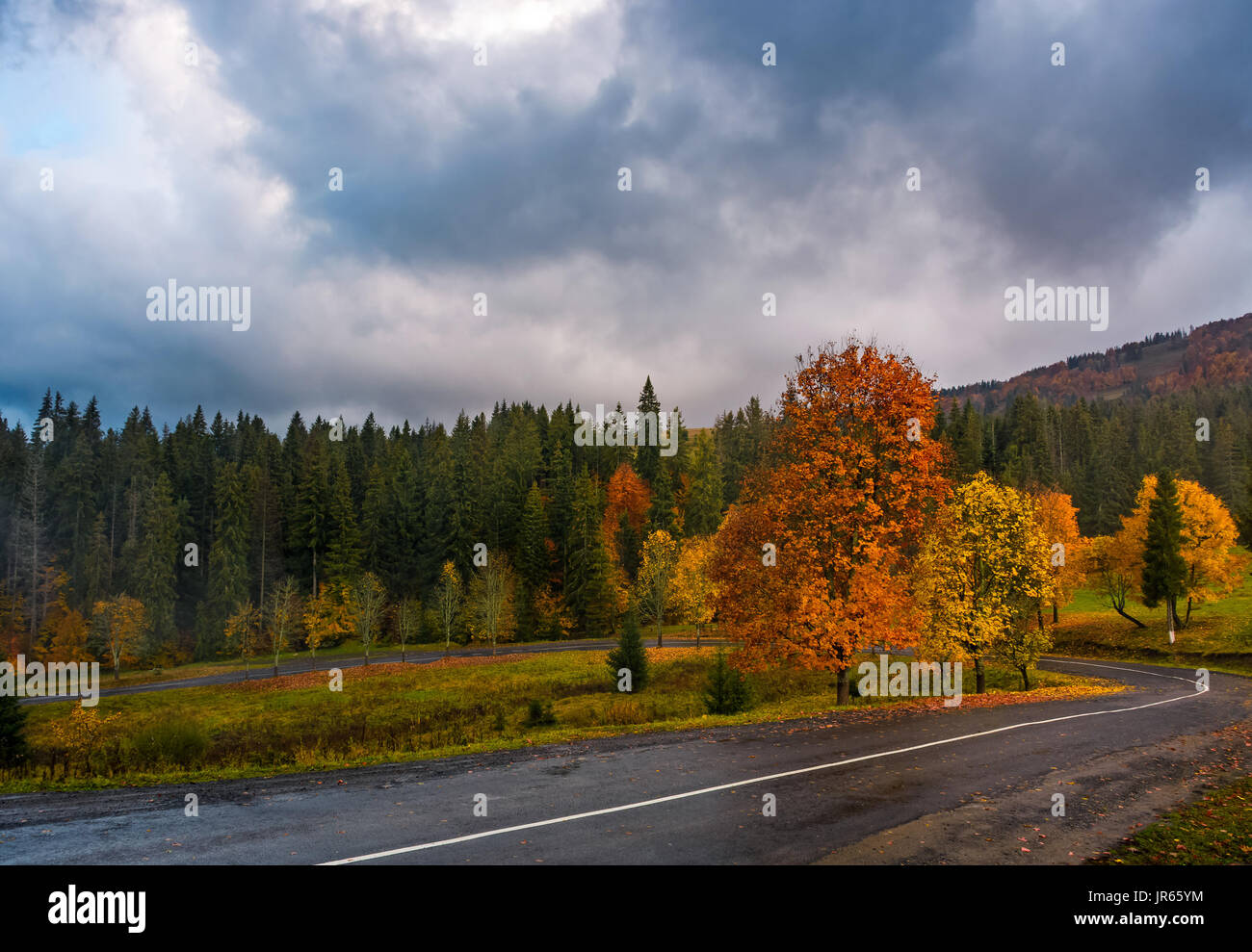 colorful foliage on serpentine in rainy fall weather. dramatic scene in ...