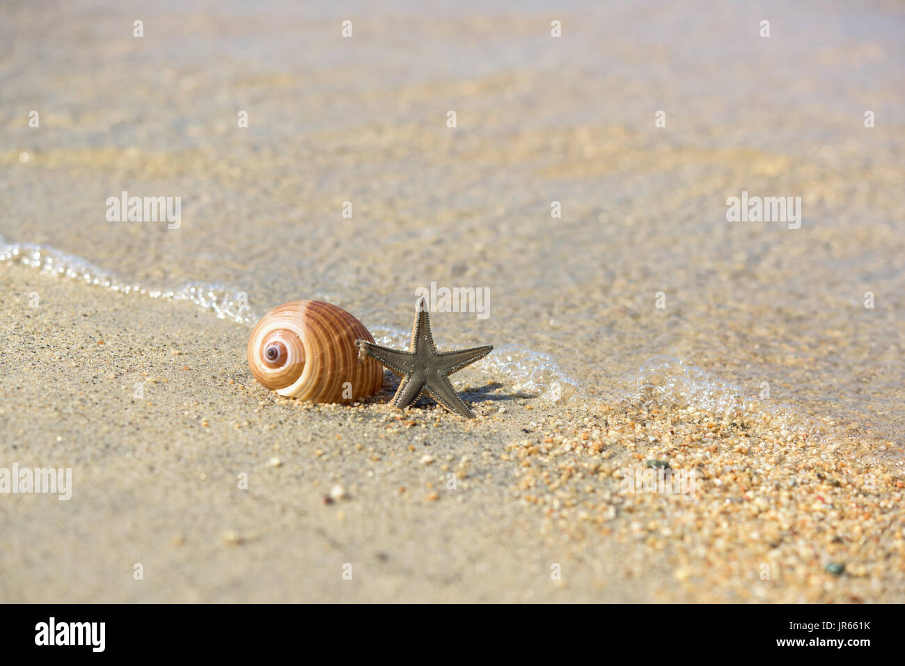 Wet sea shells hi-res stock photography and images - Alamy