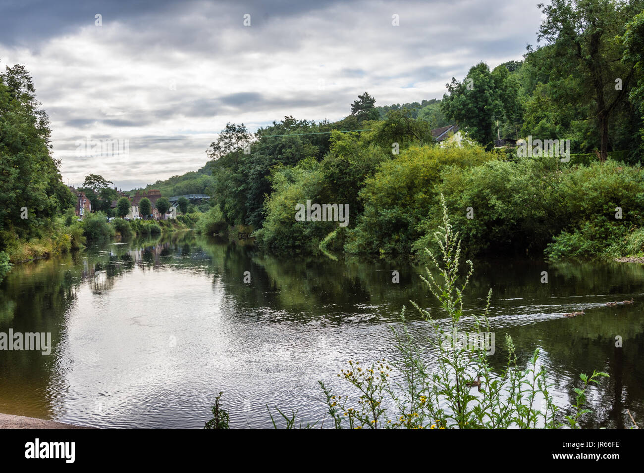 view of the river severn in Shropshire with trees and bushes both sides ...