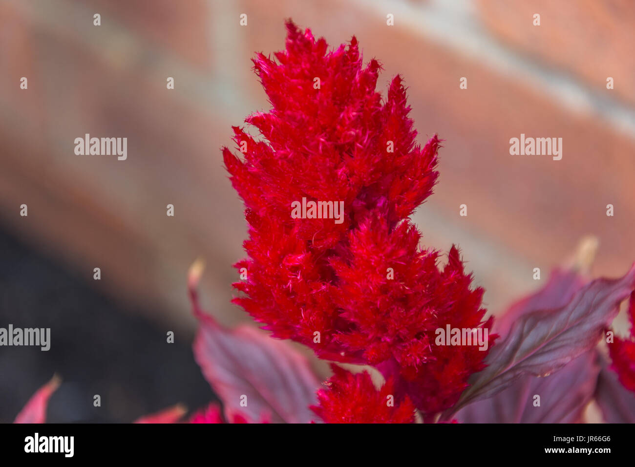 Red fluffy flower hi-res stock photography and images - Alamy