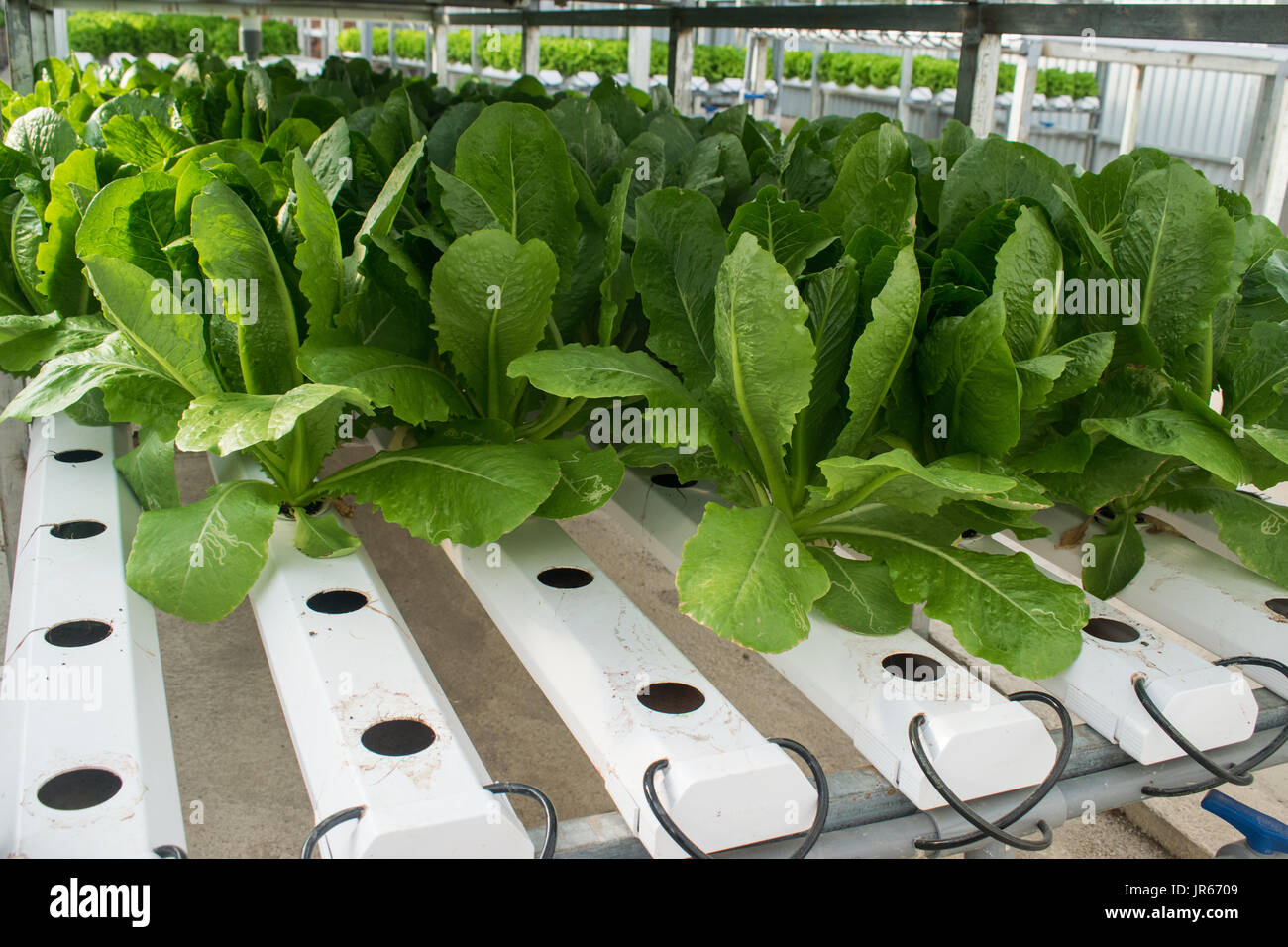 Fast growing lettuce hi-res stock photography and images - Alamy