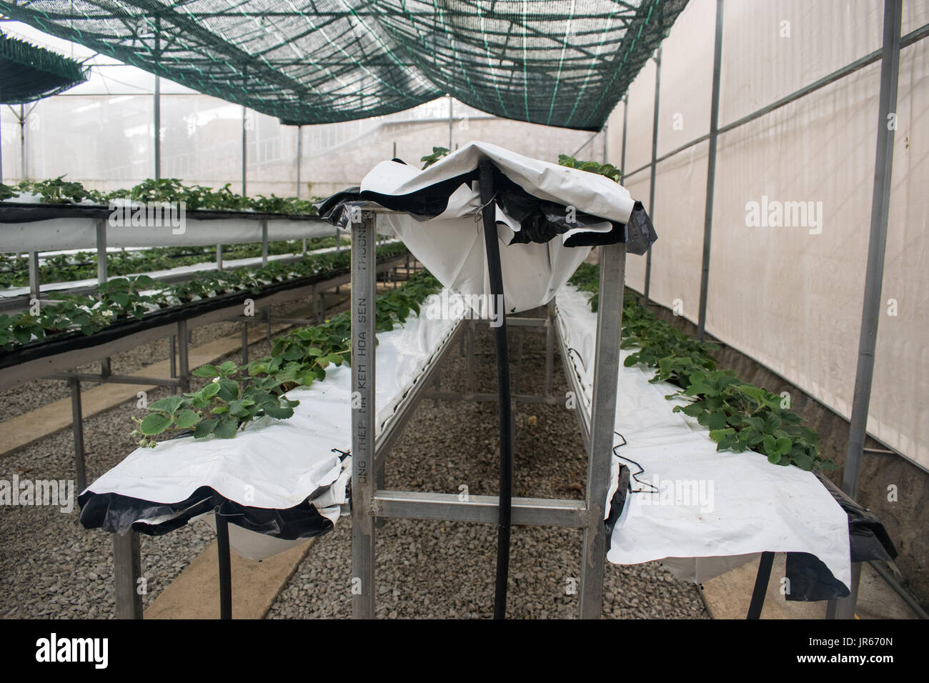 Modern horticulture farming hi-res stock photography and images - Alamy