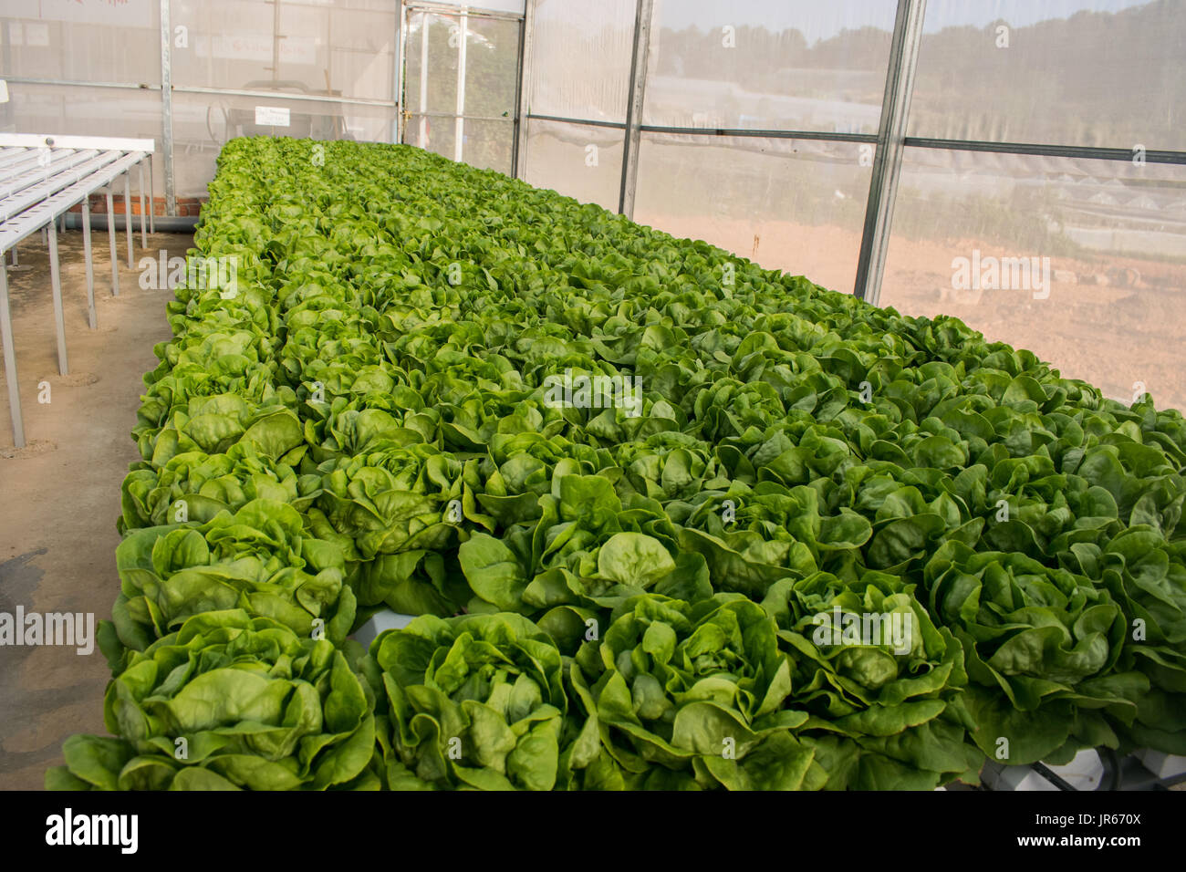 Fast growing lettuce hi-res stock photography and images - Alamy