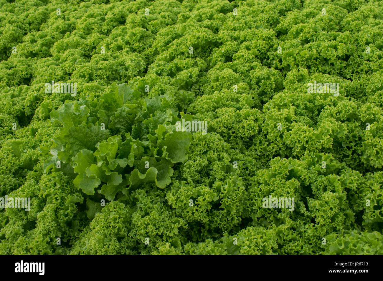 Fast growing lettuce hi-res stock photography and images - Alamy