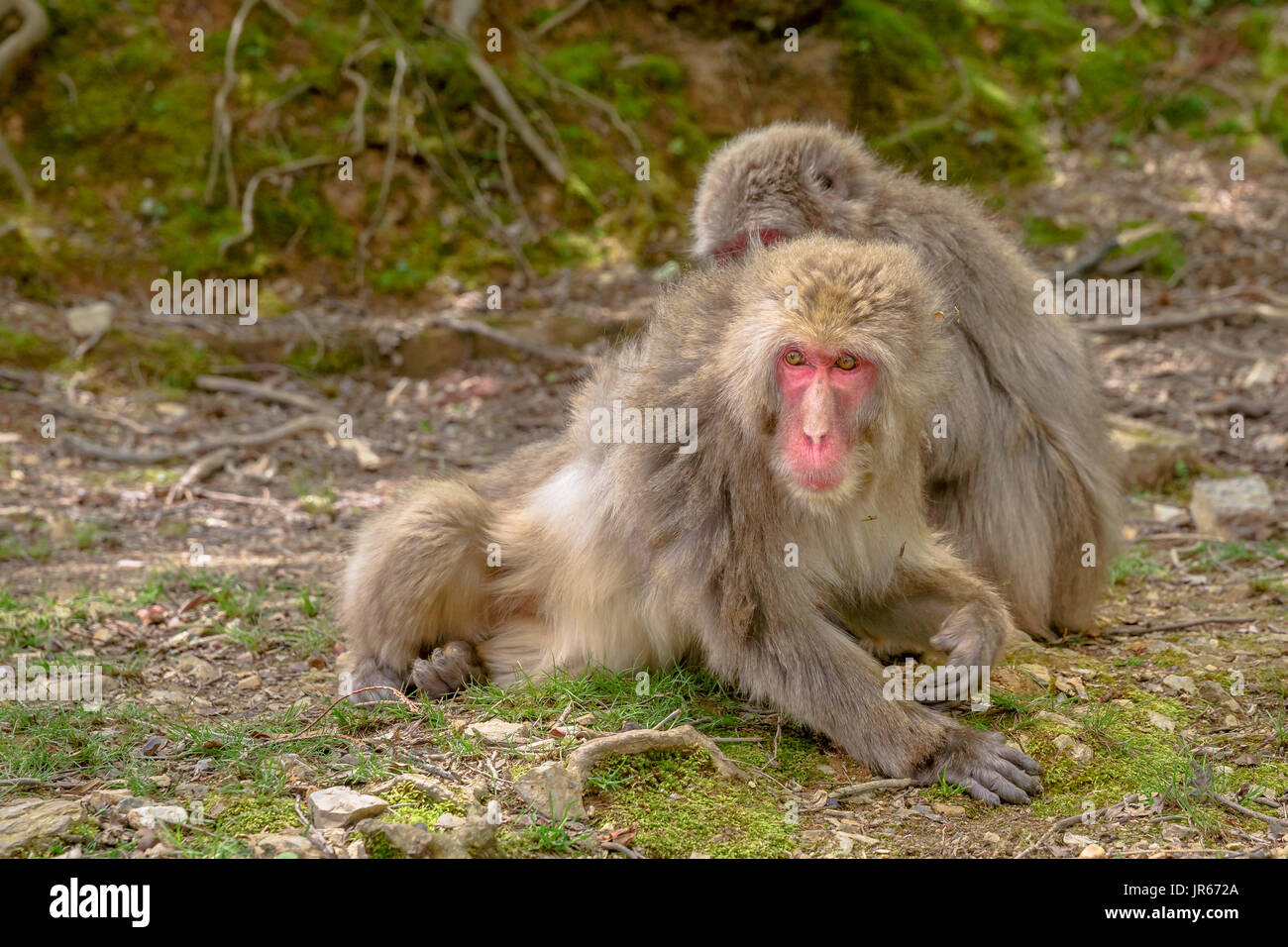 Japanese macaques grooming Stock Photo - Alamy