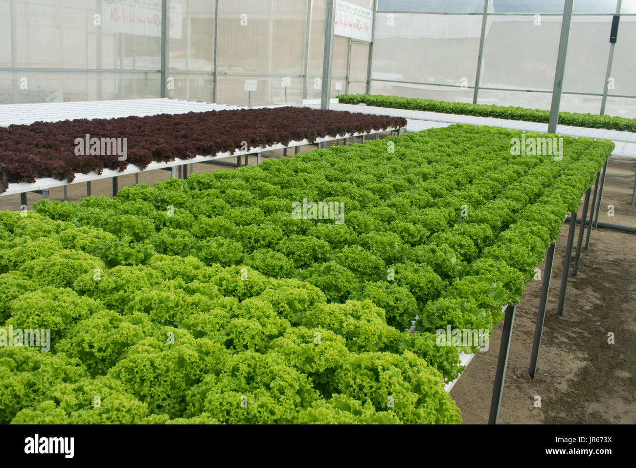 Fast growing lettuce hi-res stock photography and images - Alamy