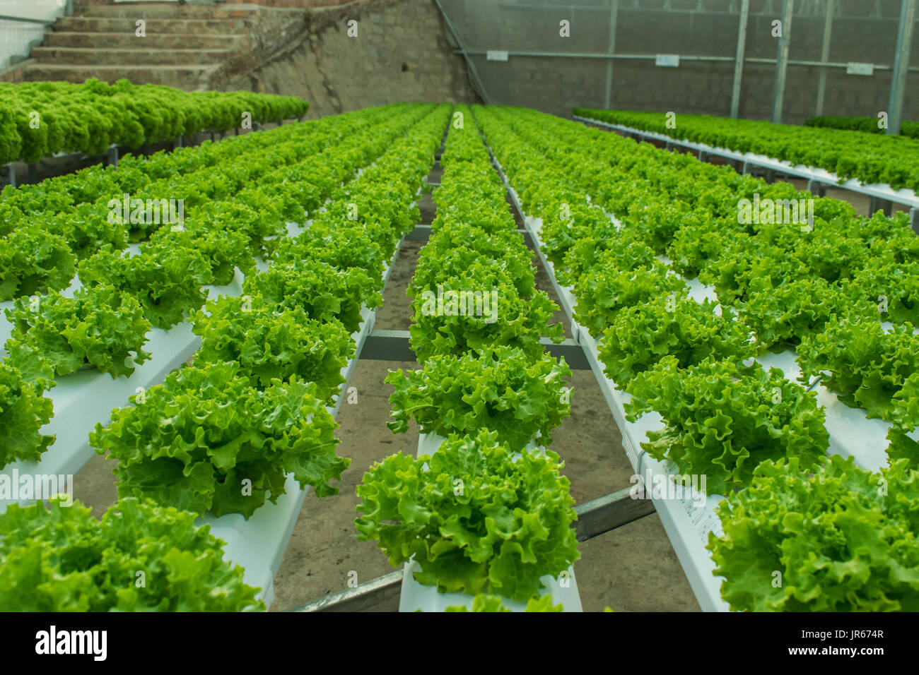 Fast growing lettuce hi-res stock photography and images - Alamy