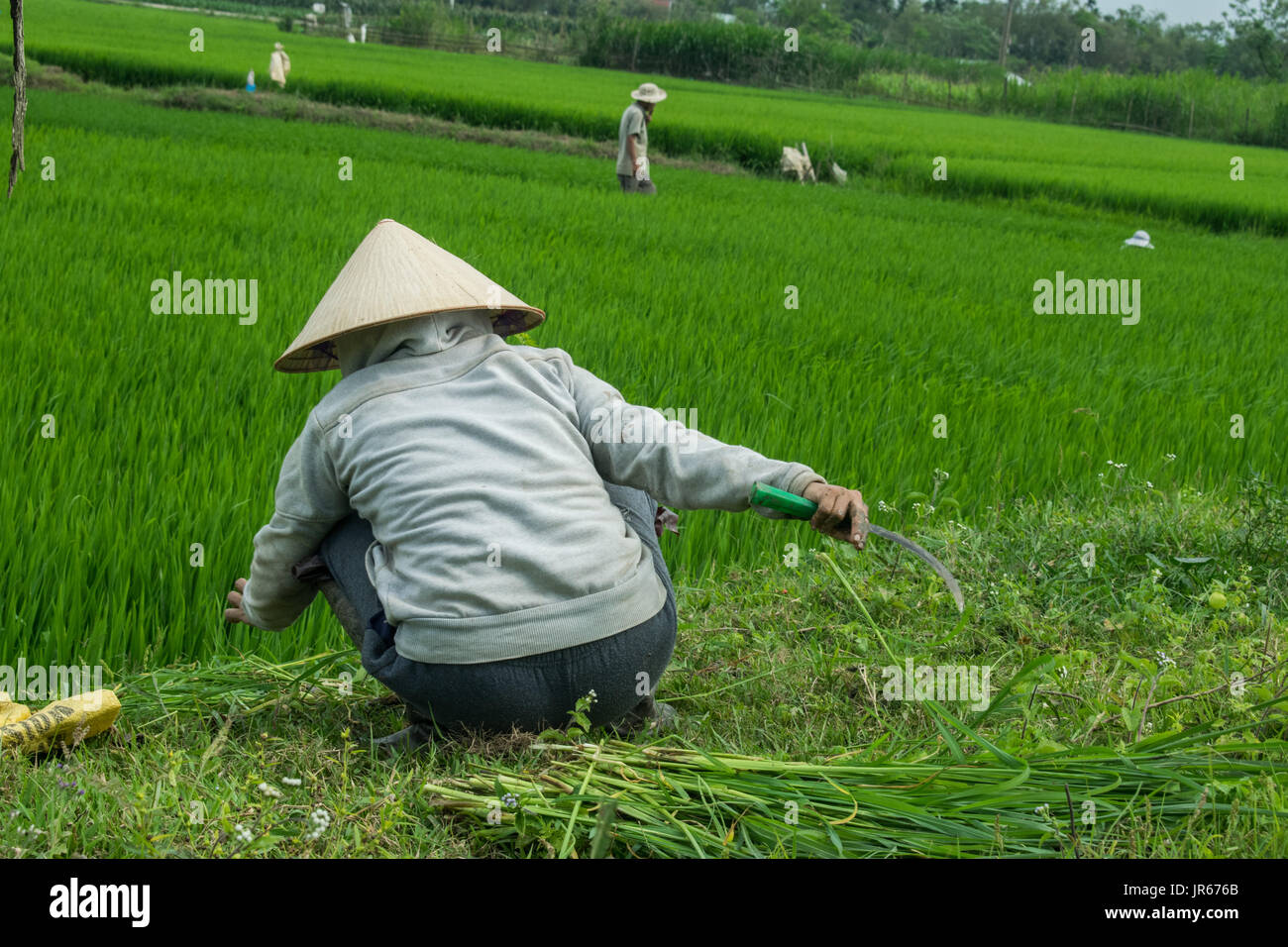 Vietnamese farming hi-res stock photography and images - Alamy