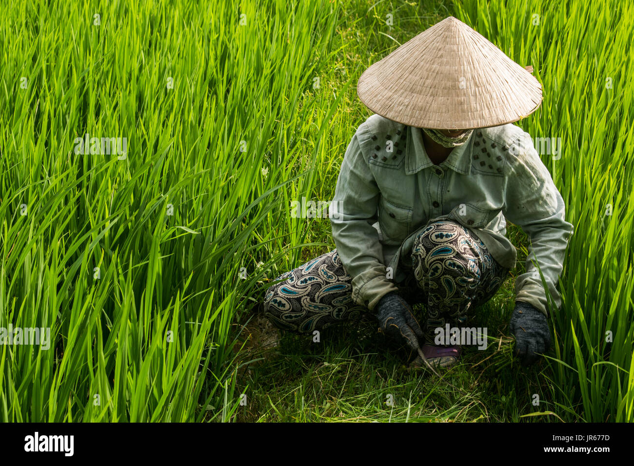 Vietnamese farming hi-res stock photography and images - Alamy