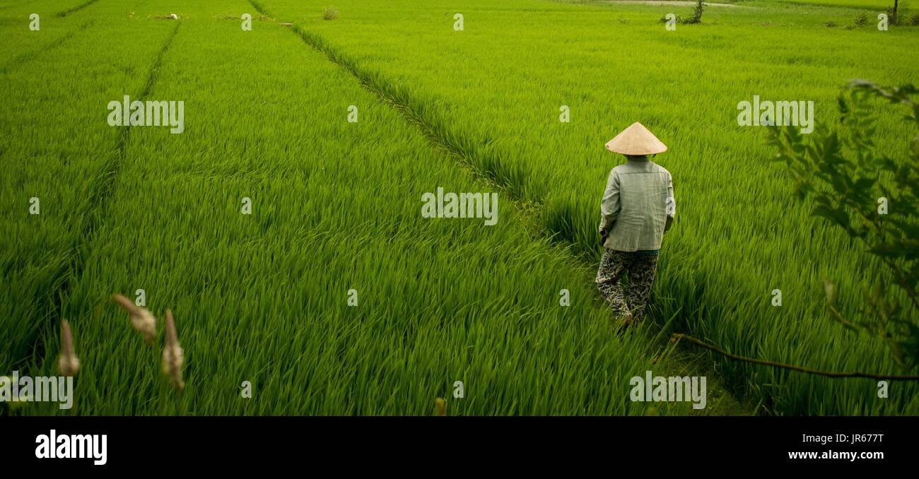 Vietnamese farming hi-res stock photography and images - Alamy