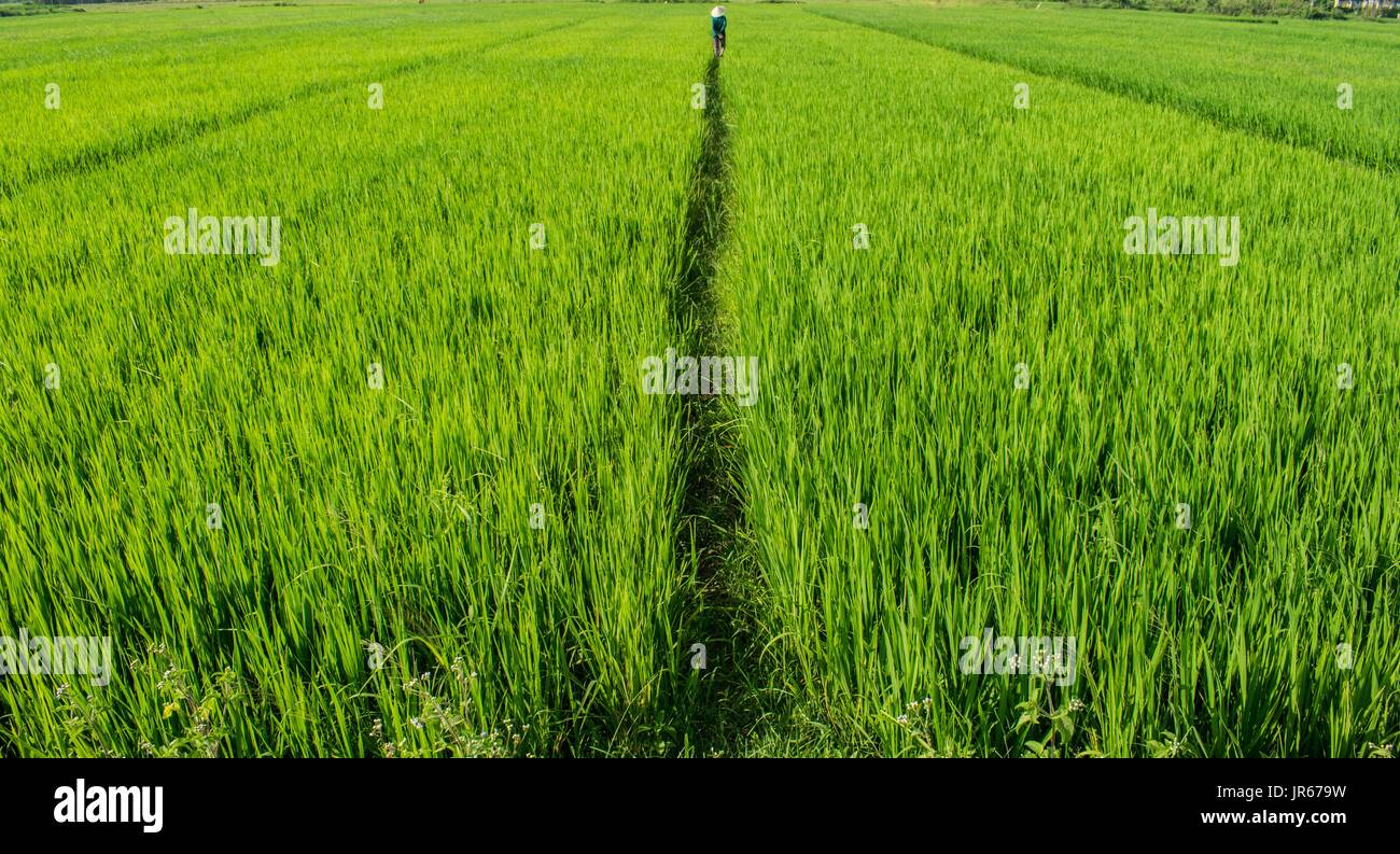 Vietnamese farming hi-res stock photography and images - Alamy