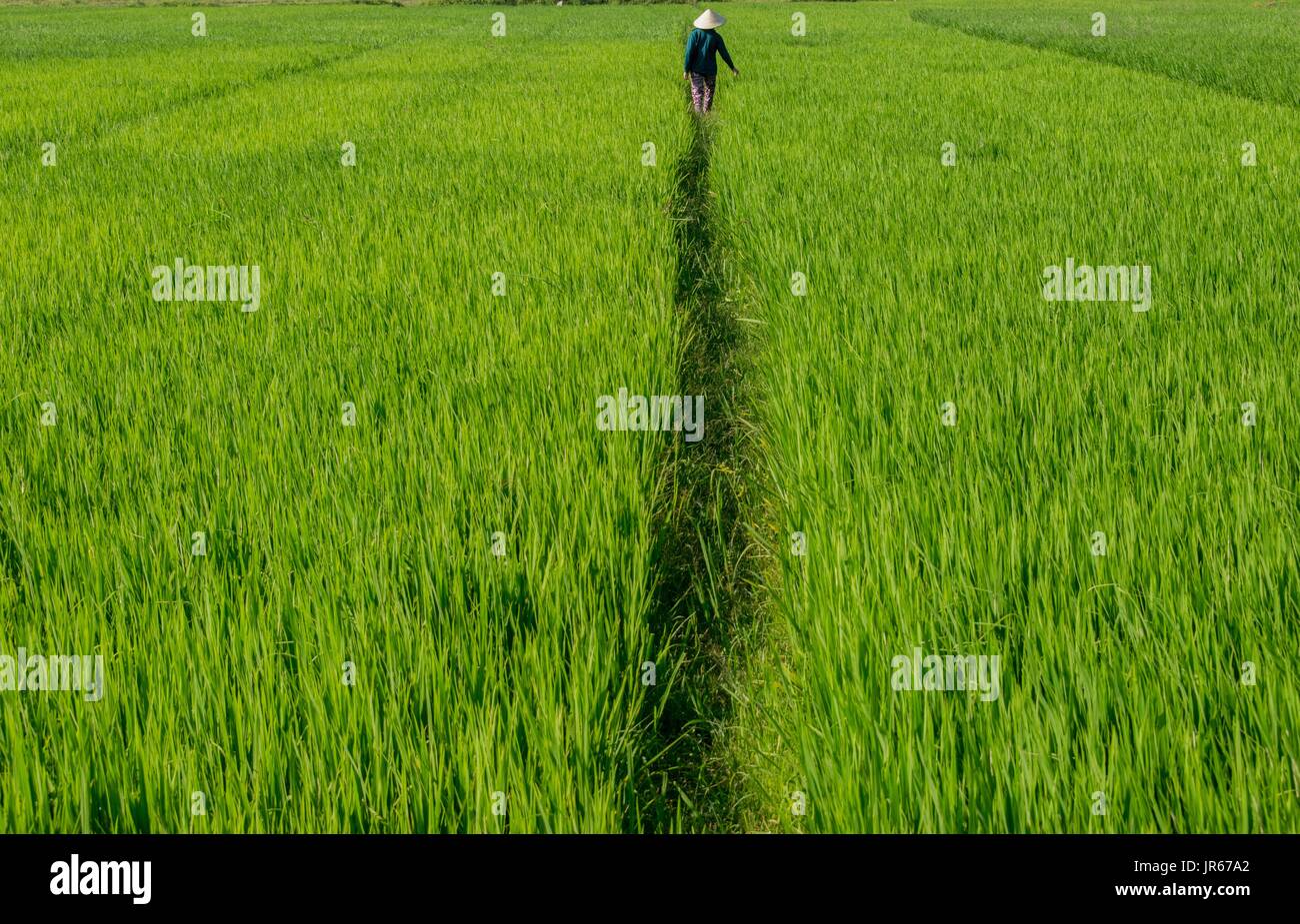 Vietnamese farming hi-res stock photography and images - Alamy