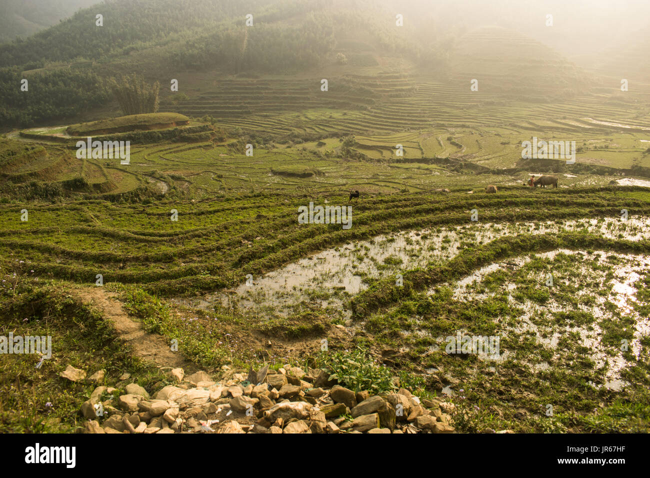 Sapa rice fields Stock Photo - Alamy
