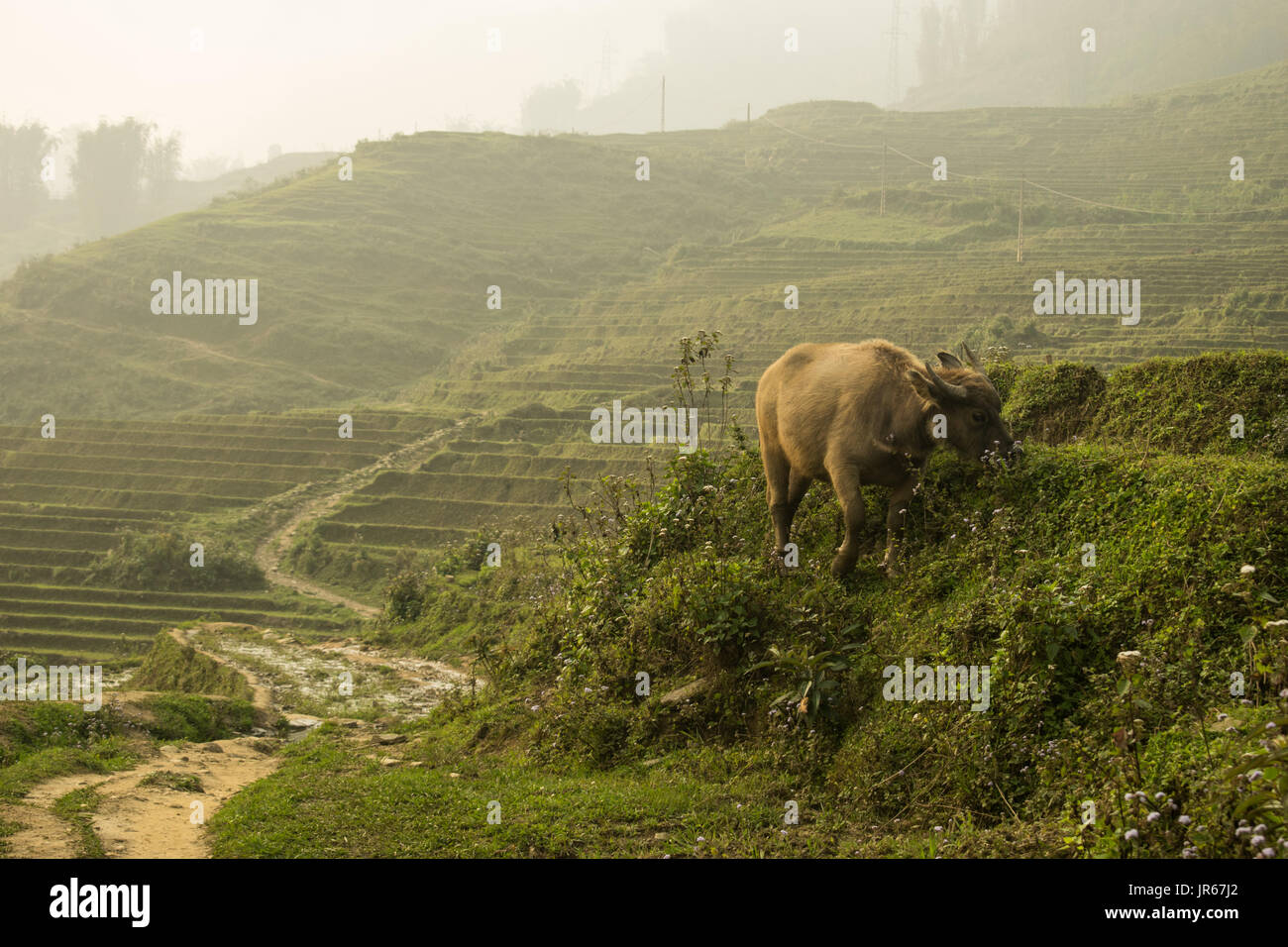Sapa animal hi-res stock photography and images - Alamy