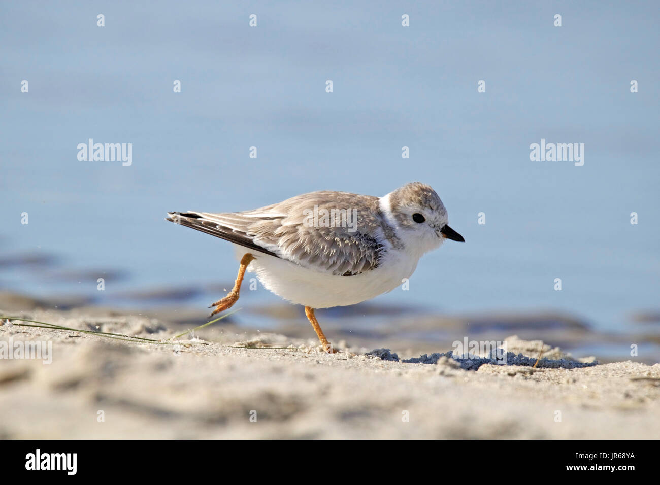 Birds running along the water hi-res stock photography and images - Alamy