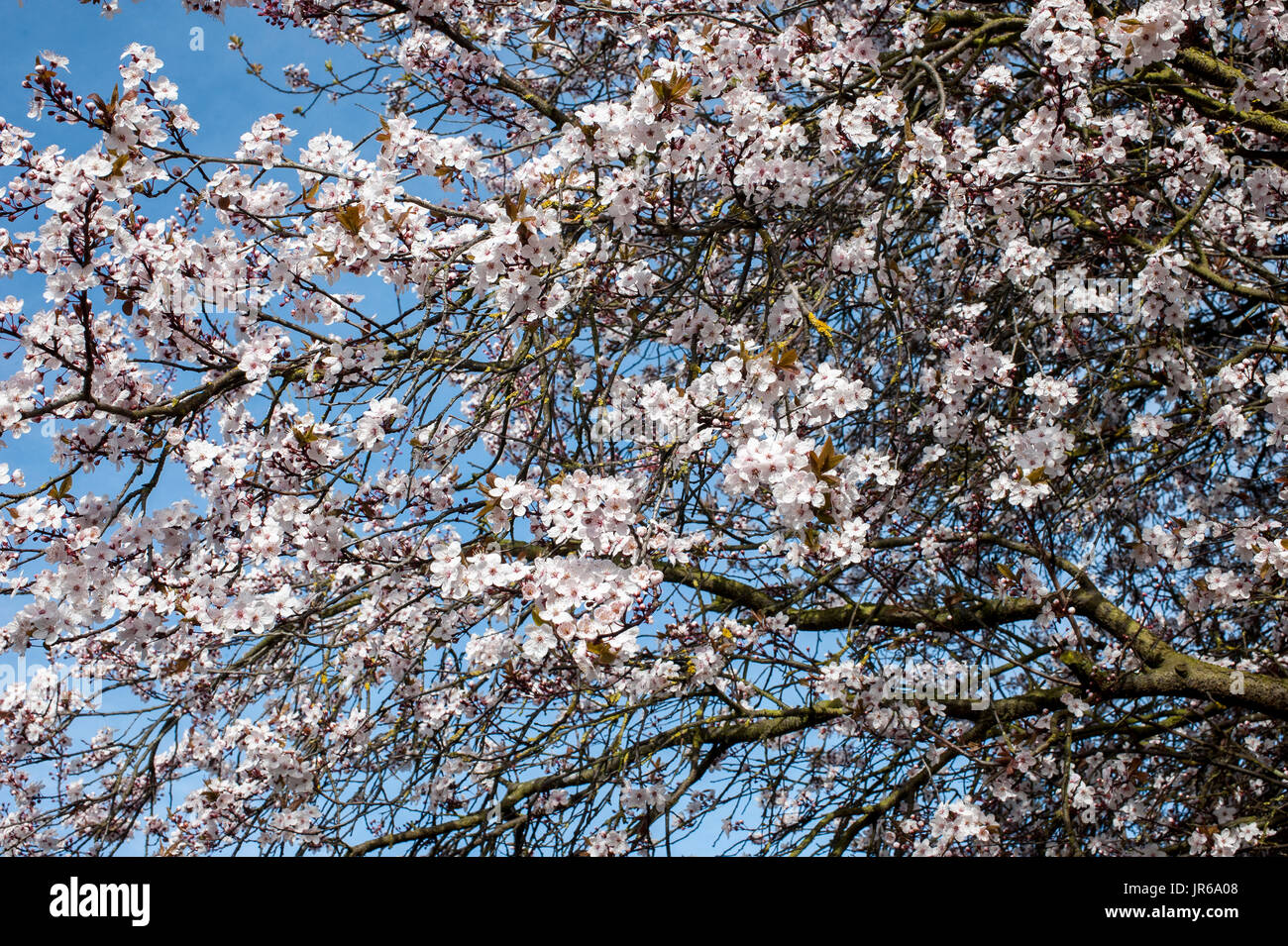 Cherry Blossom trees in full bloom Stock Photo - Alamy