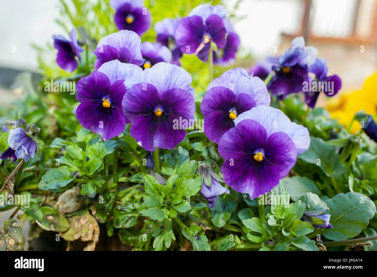 Blue pansie hi-res stock photography and images - Alamy