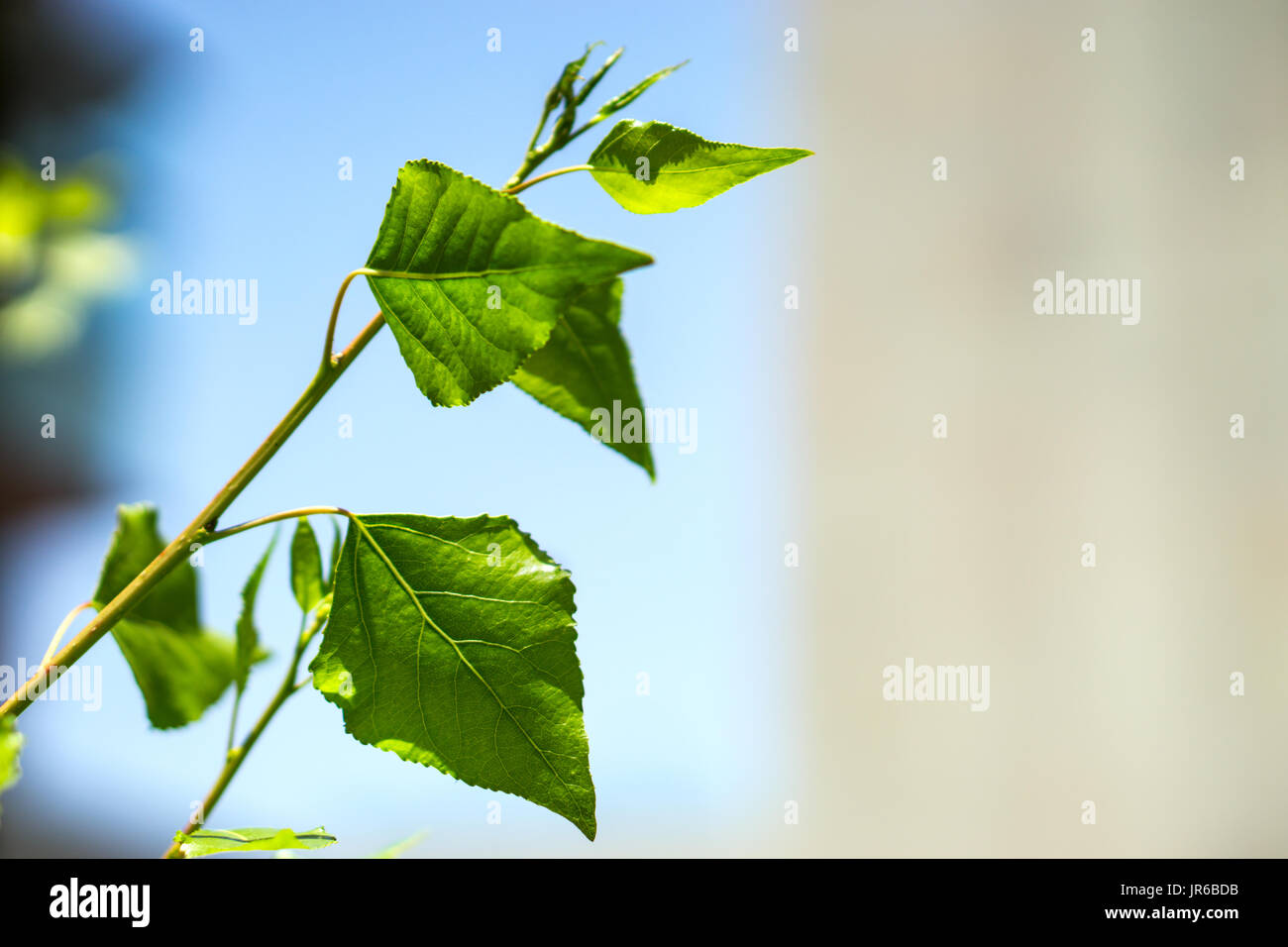 Poplar tree leaves hi-res stock photography and images - Alamy