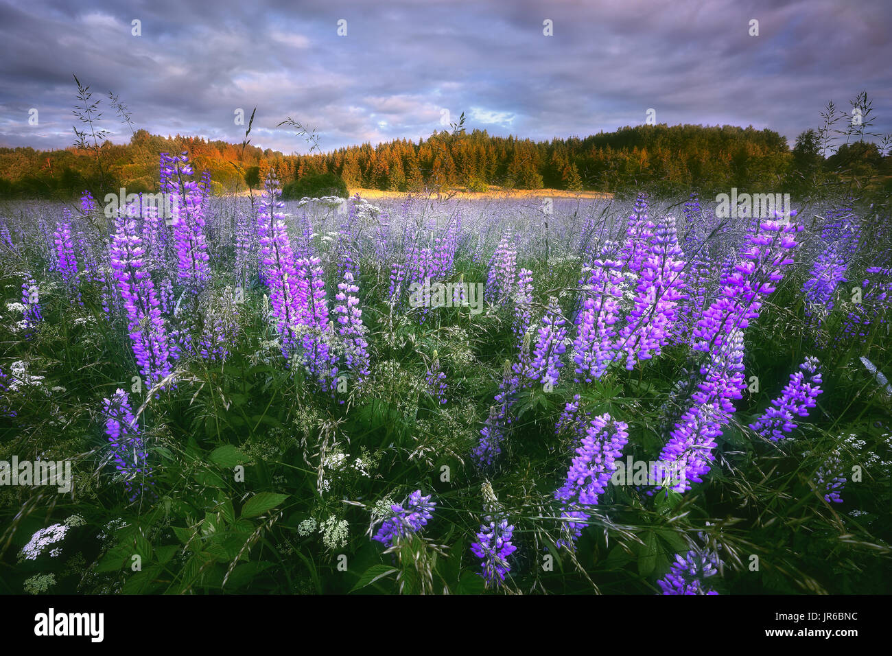 A lithuania hi-res stock photography and images - Alamy