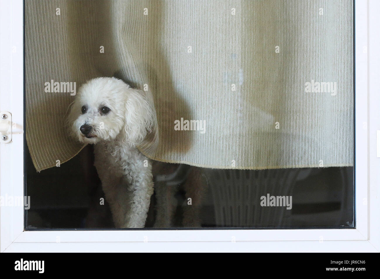 Dog looking out of glass door hi-res stock photography and images - Alamy