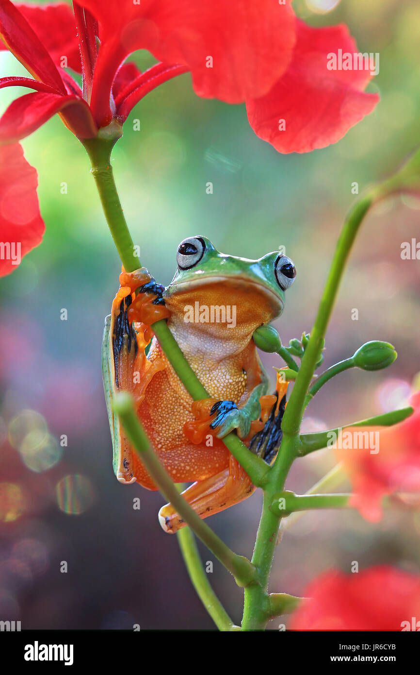 Flying frog on a flower, Indonesia Stock Photo - Alamy