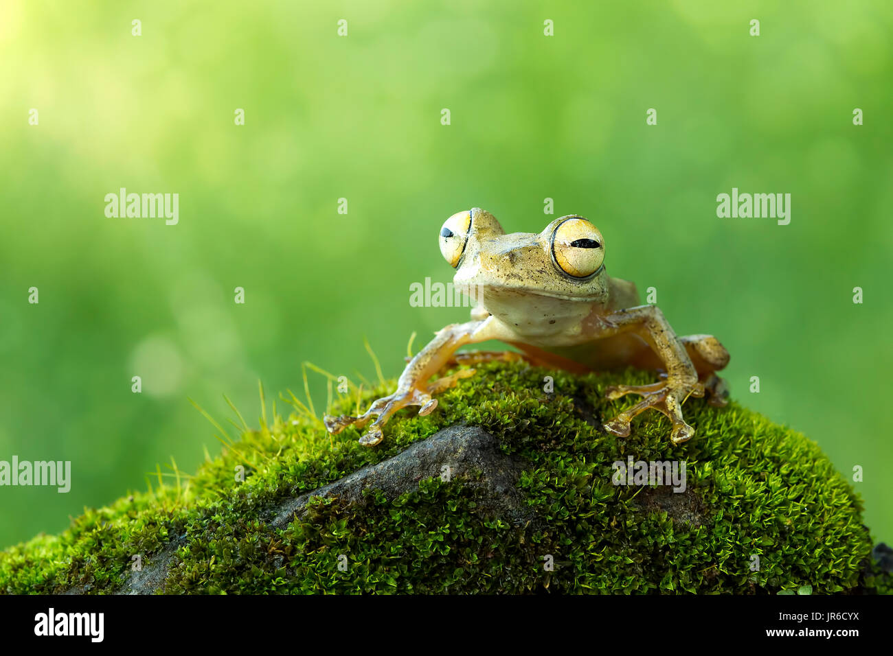 Tree frog sitting on moss covered rock hi-res stock photography and ...