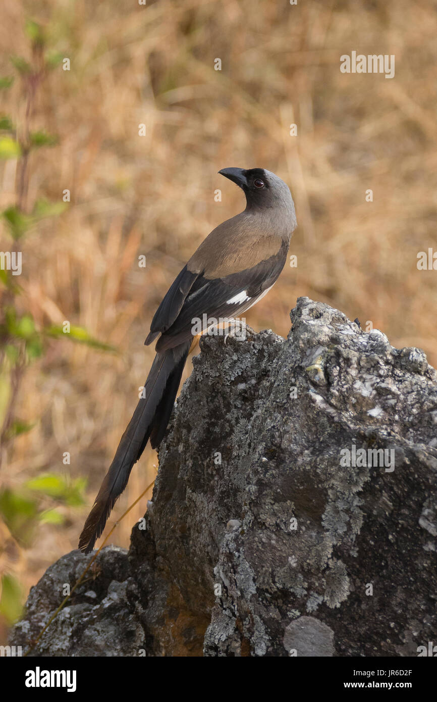 Gray Treepie (Dendrocitta formosae) at Uttarakhand, India Stock Photo ...