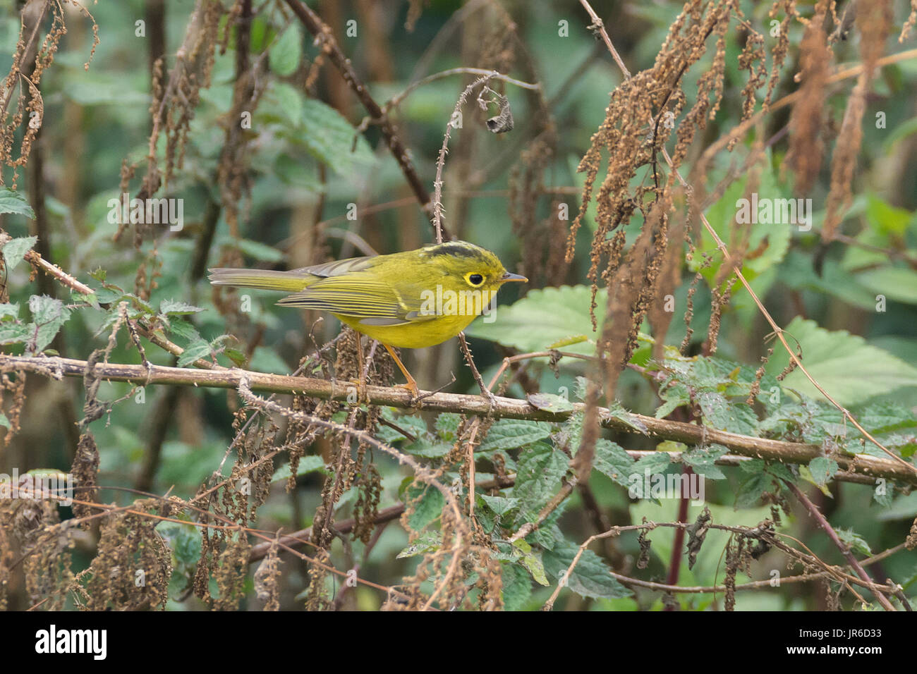 Whistler's Warbler (Phylloscopus whistleri Stock Photo - Alamy
