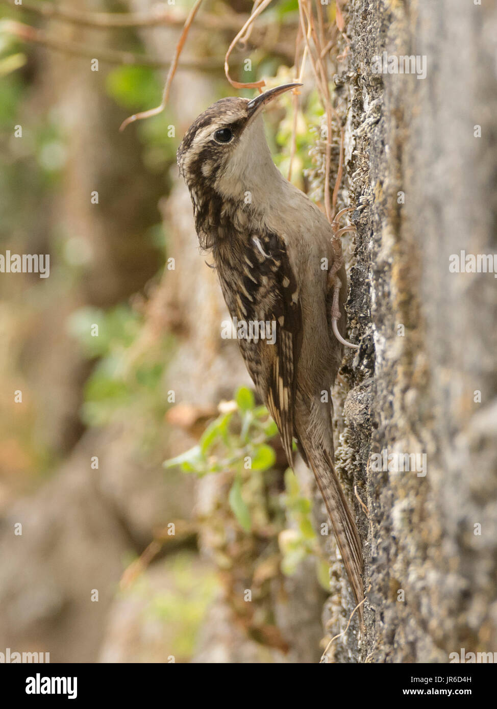 Bar-tailed treecreeper (Certhia himalayana), or the Himalayan ...