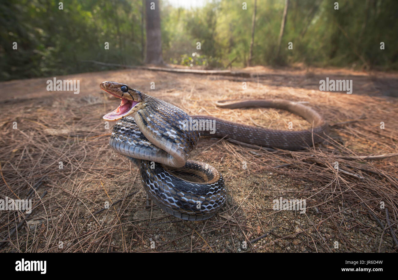 Rat snake hi-res stock photography and images - Alamy