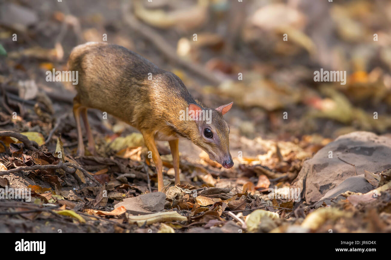 Lesser Deer Mouse