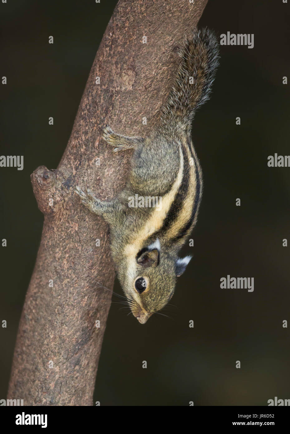 Himalayan Striped Squirrel (Tamiops mcclellandii) descending a branch ...