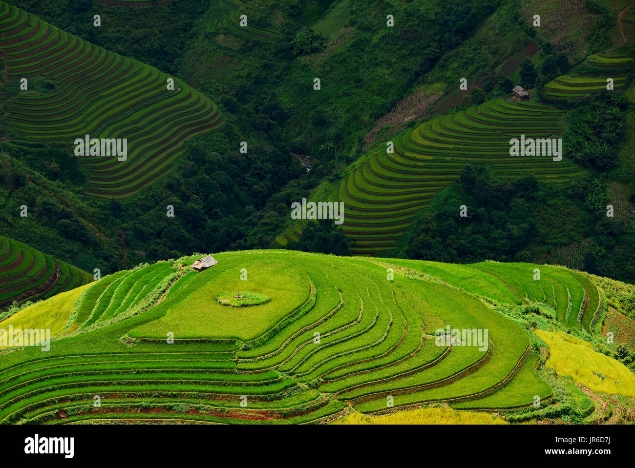 Aerial view of terraced rice fields, Mu Chang Chai, Vietnam Stock Photo ...