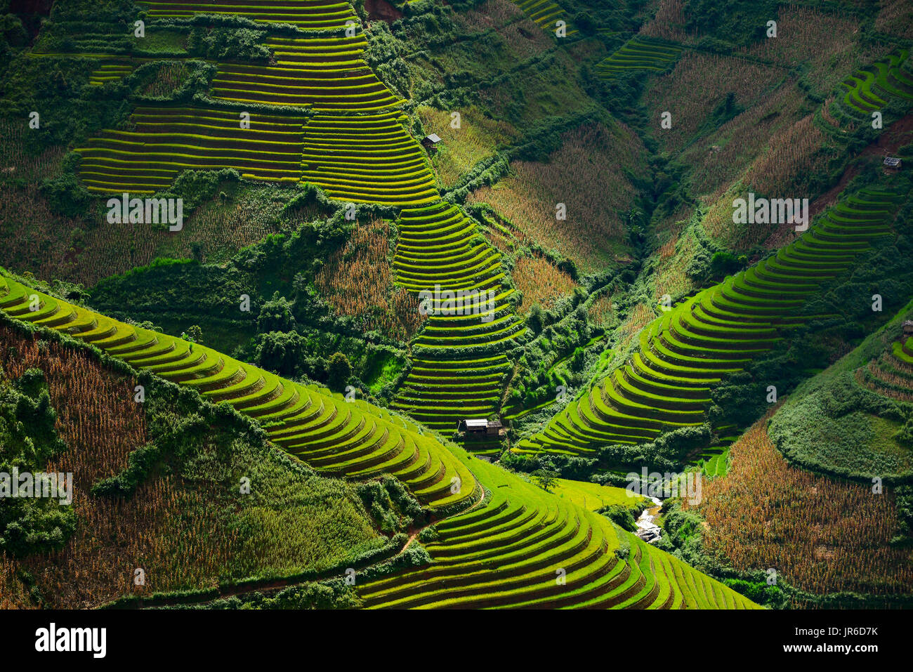 Aerial view of terraced rice fields, Mu Chang Chai, Vietnam Stock Photo ...