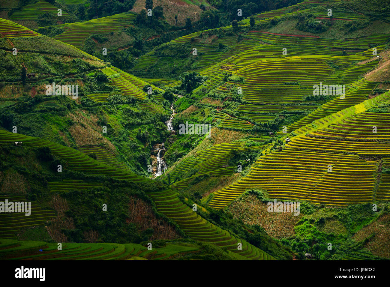 Aerial view of terraced rice fields, Mu Chang Chai, Vietnam Stock Photo ...
