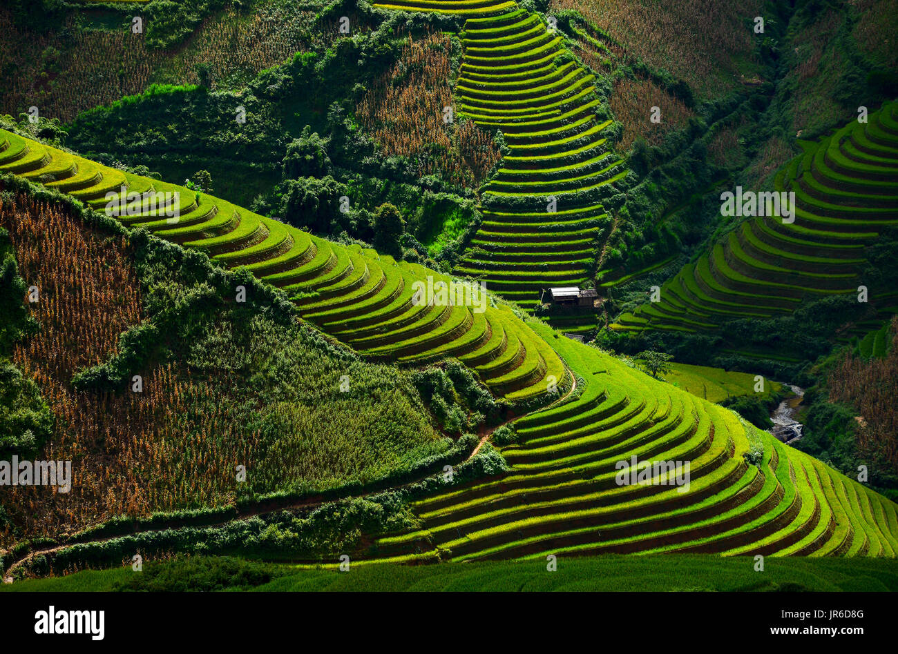 Aerial view of terraced rice fields, Mu Chang Chai, Vietnam Stock Photo ...