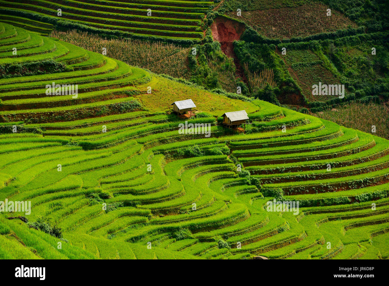 Aerial view of terraced rice fields, Mu Chang Chai, Vietnam Stock Photo ...