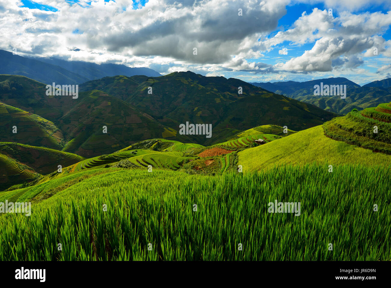 Terraced rice field, Mu Chang Chai, Vietnam Stock Photo - Alamy