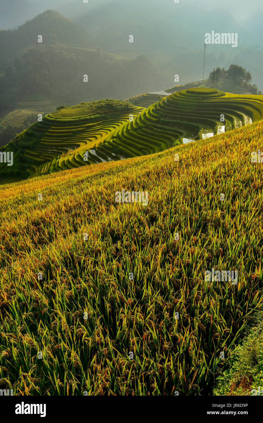 Terraced rice field, Mu Chang Chai, Vietnam Stock Photo - Alamy