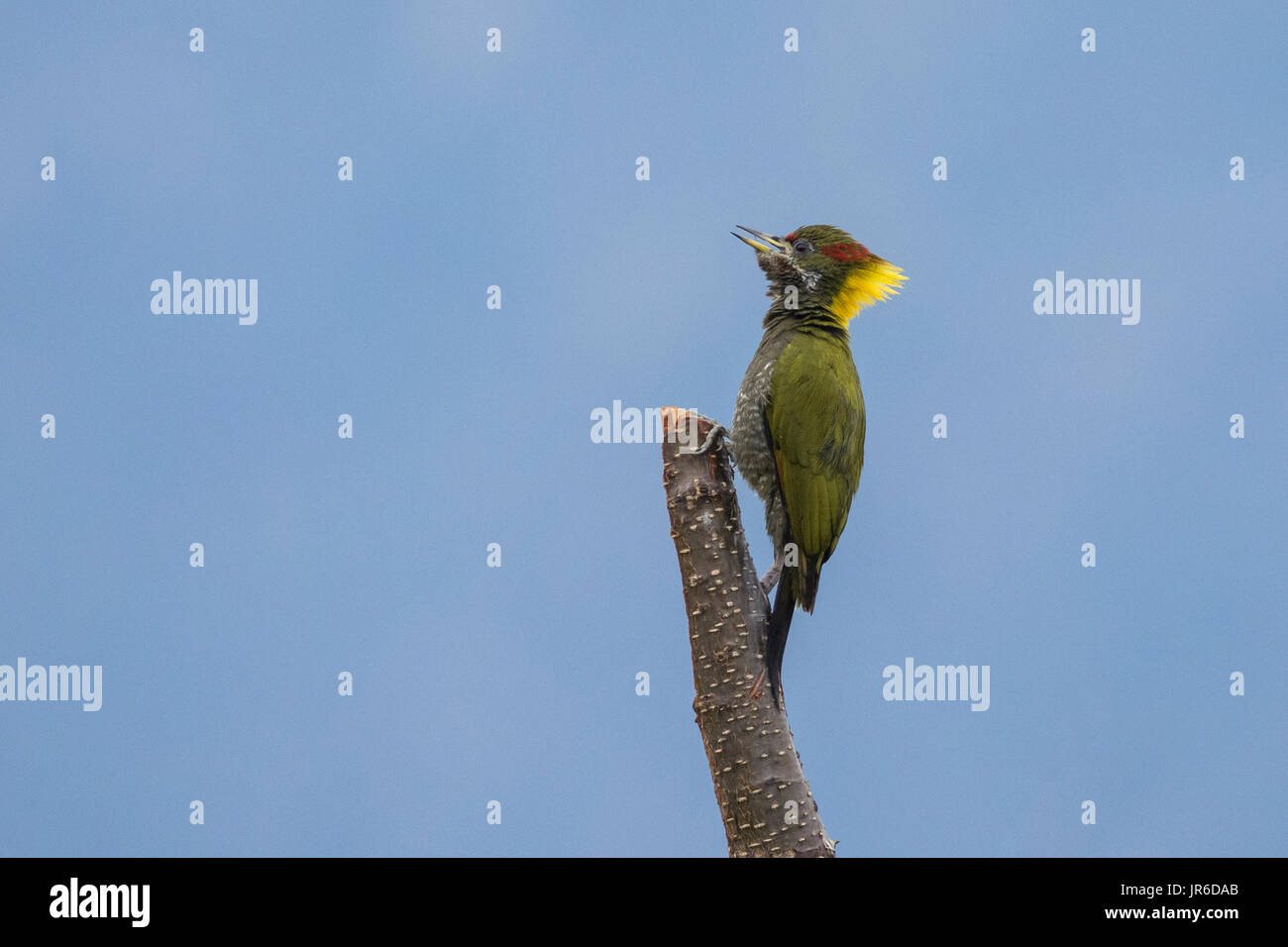 Picus Chlorolophus High Resolution Stock Photography and Images - Alamy