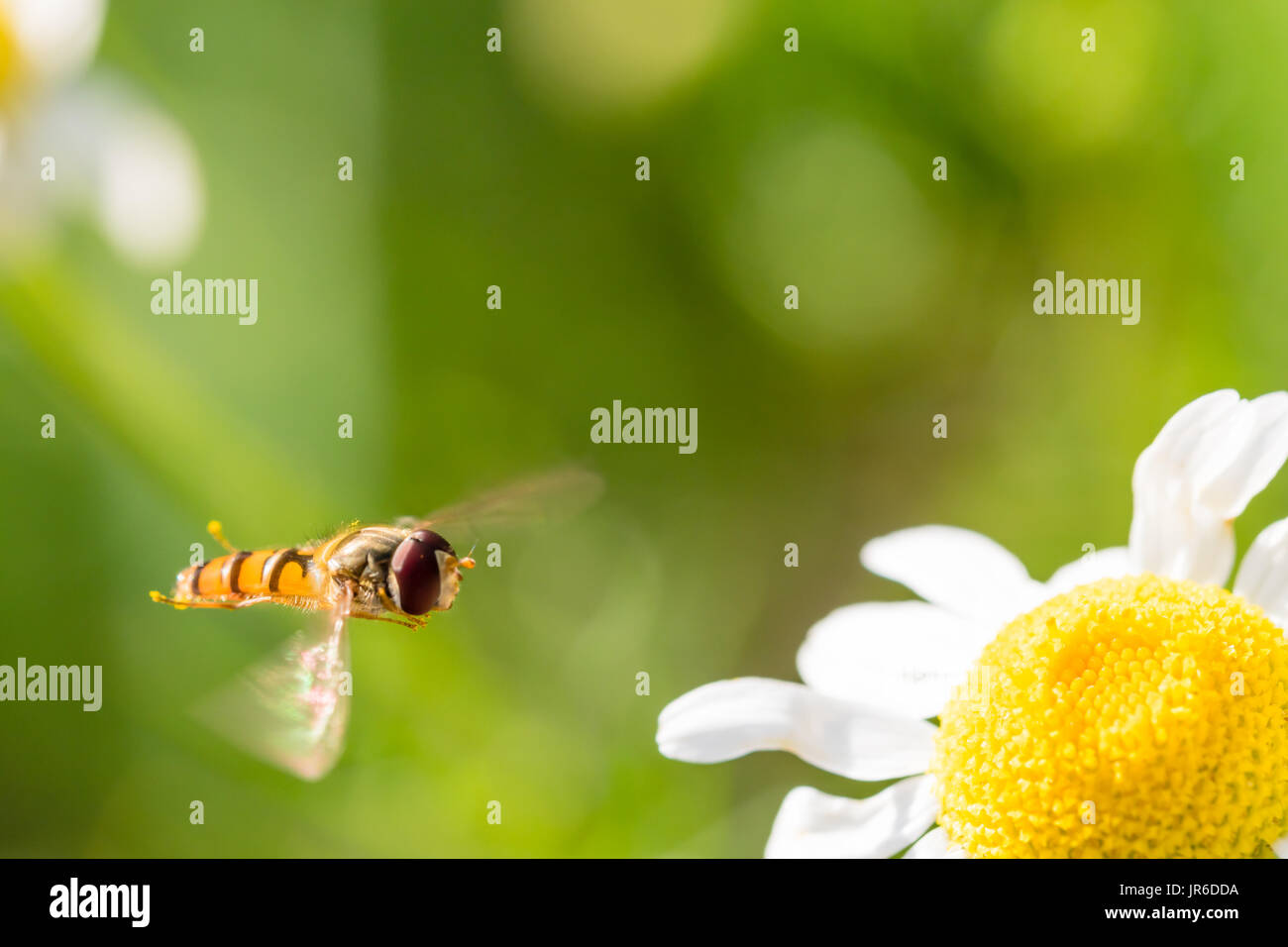 Small flying wasp is going to land on small flower. Macro photography ...
