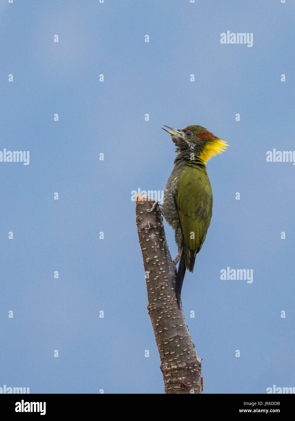 Picus chlorolophus hi-res stock photography and images - Alamy