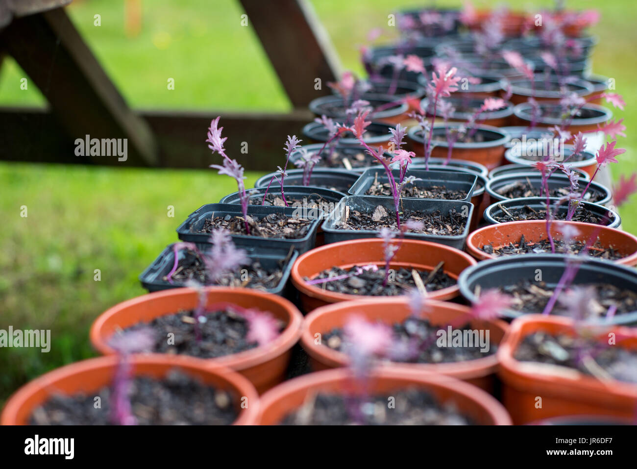 Seedlings in pots hi-res stock photography and images - Alamy