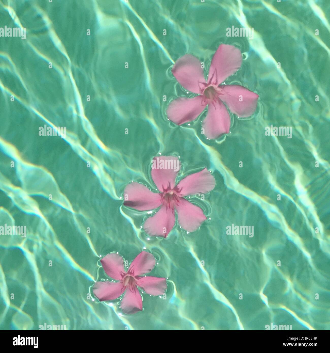 Pink flowers floating in swimming pool Stock Photo - Alamy