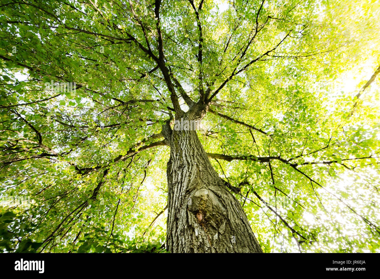 Beautiful old tree with nice branches with green leaves. Vibrant colors ...