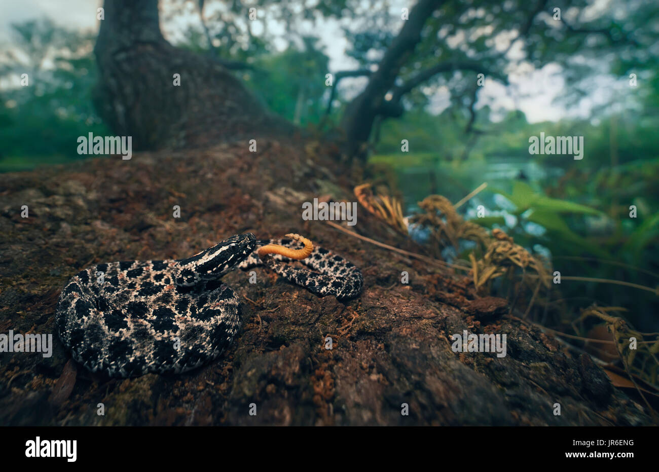 Pygmy rattlesnake florida hi-res stock photography and images - Alamy