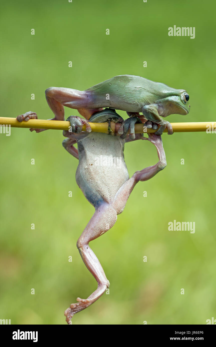 Upside Down Frog